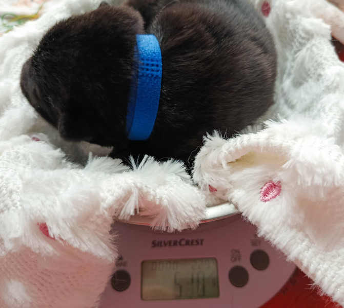 Chiots de la race Eurasier disponibles sur chiots-de-france