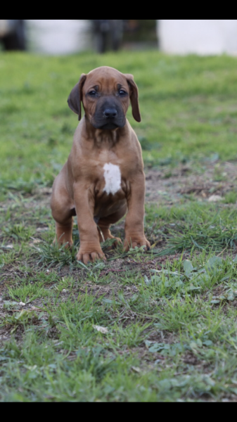 Tous nos chiots à vendre de race Rhodesian Ridgeback en France
