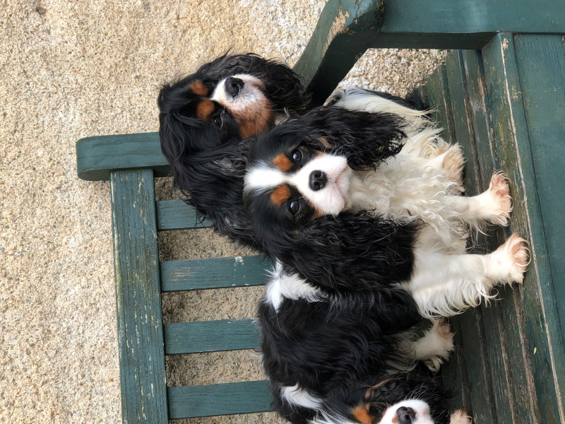 Chiots de la race Cavalier King Charles Spaniel disponibles sur chiots ...