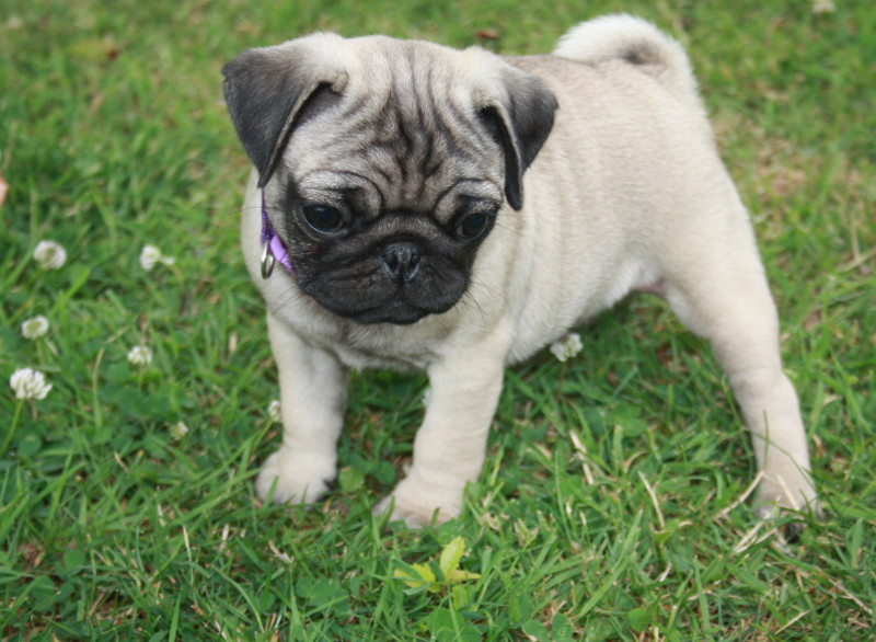 Tous nos chiots à vendre de race Carlin en France