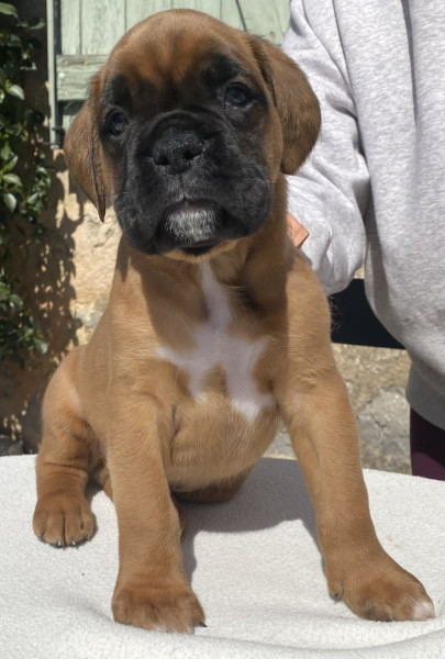 Tous nos chiots à vendre de race Boxer en France