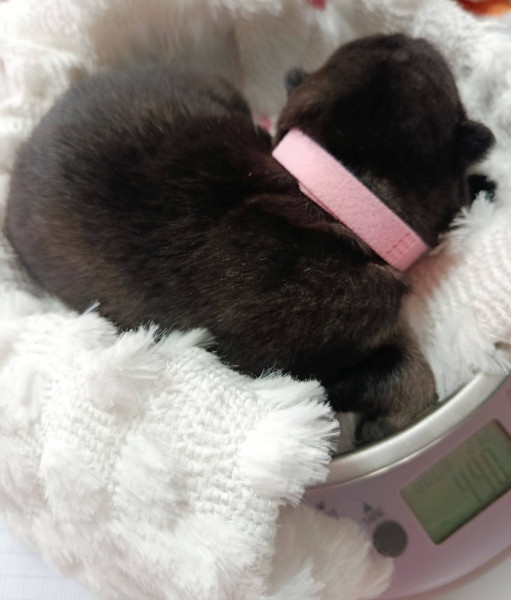 Chiots de la race Eurasier disponibles sur chiots-de-france