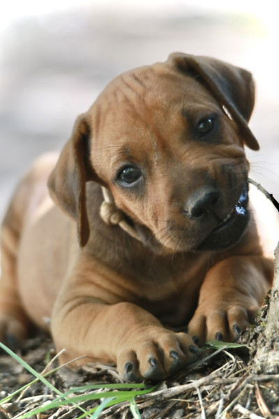 Tous nos chiots à vendre de race Rhodesian Ridgeback en France