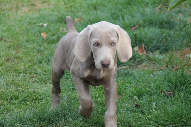 Chiots de la race Braque de Weimar disponibles sur chiots-de-france