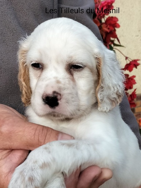 Chiots de la race Setter anglais disponibles sur chiots-de-france