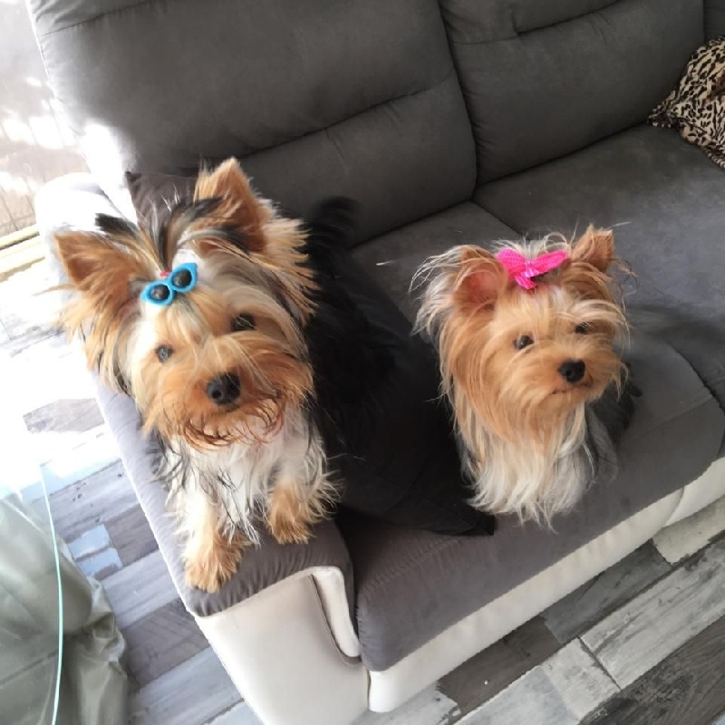 Chiots de la race Yorkshire Terrier disponibles sur chiots-de-france