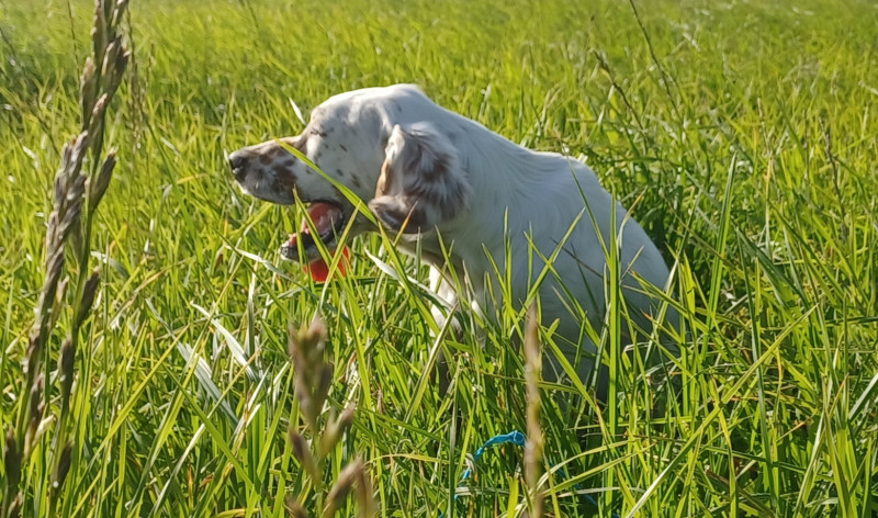 Tous nos chiots à vendre de race Setter Anglais en France