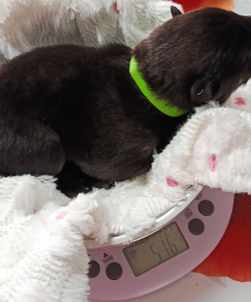 Chiots de la race Eurasier disponibles sur chiots-de-france