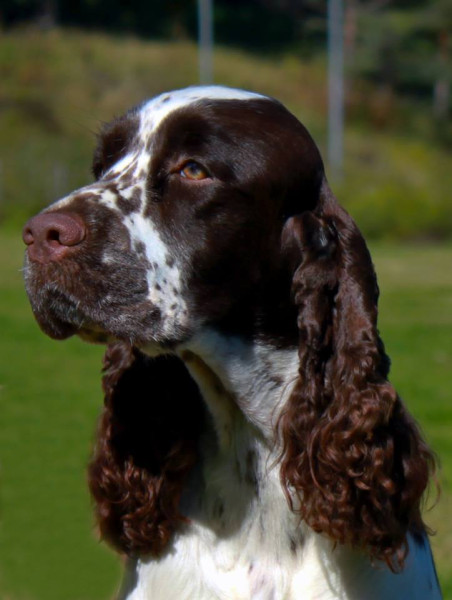 Tous nos chiots à vendre de race English Springer Spaniel en France