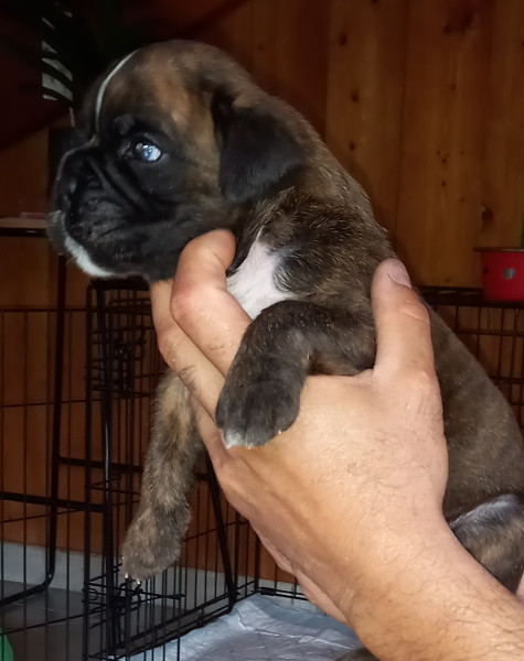 Tous nos chiots à vendre de race Boxer en France